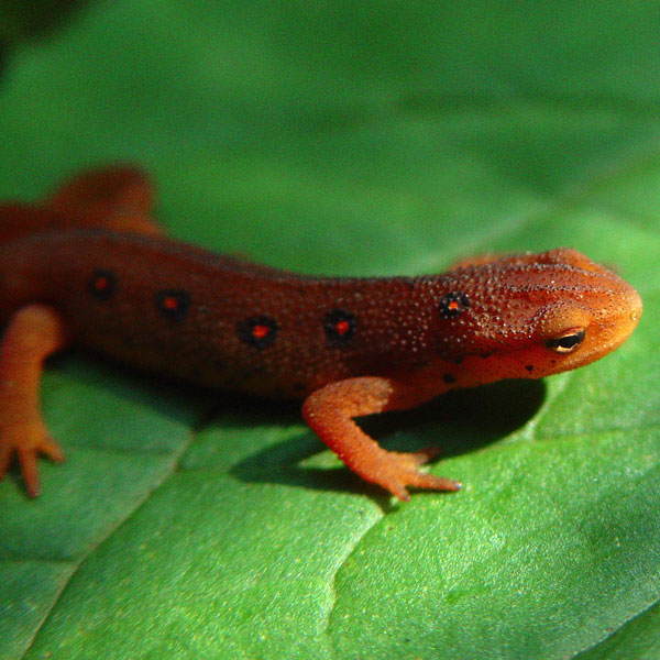 DragonosX :: photos :: Red Eft